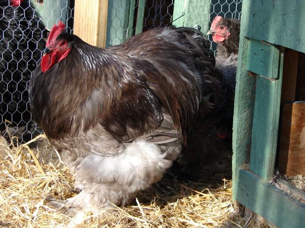 AUCTION-- 9+ LF FRIZZLE COCHINS NPIP AND AI FREE | BackYard Chickens - Learn How to Raise Chickens