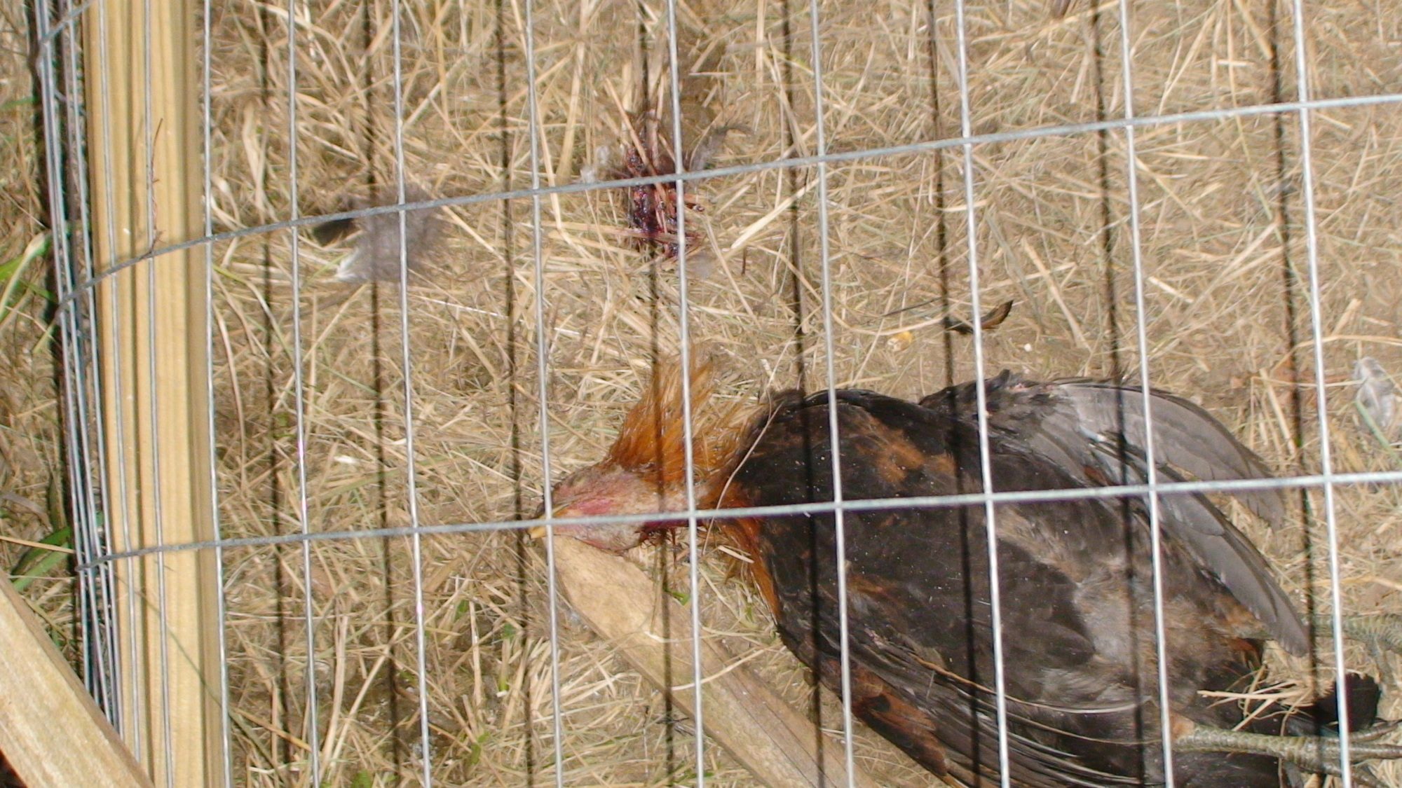 What/who killed my cockerel? ***warning graphic pictures*** | BackYard ...