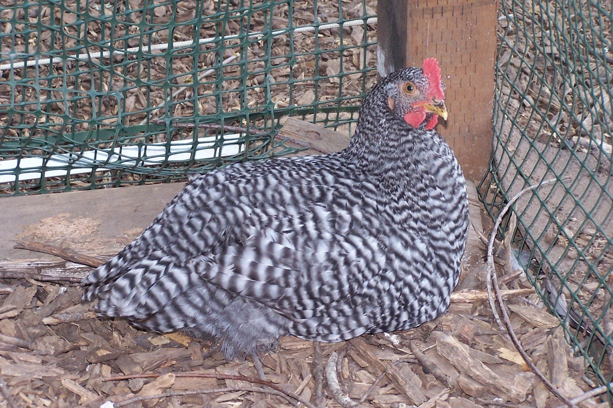 13 Week Old barred Rock Pullet or Cockerel???? Also name suggestions ...