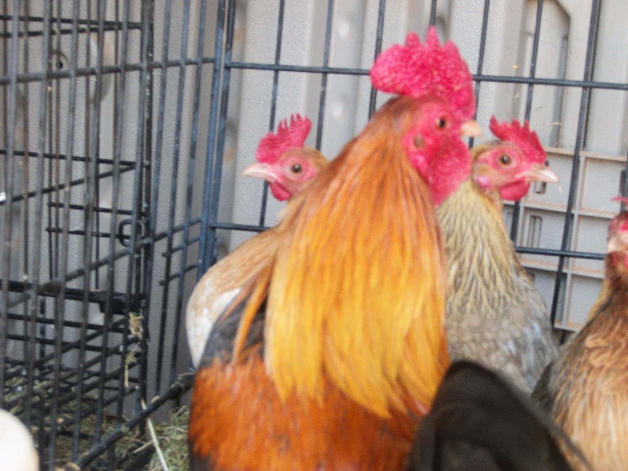*Anyone Wanna Help Pick Out My Show Chickens? (Cochin, Rosecomb Bantam ...