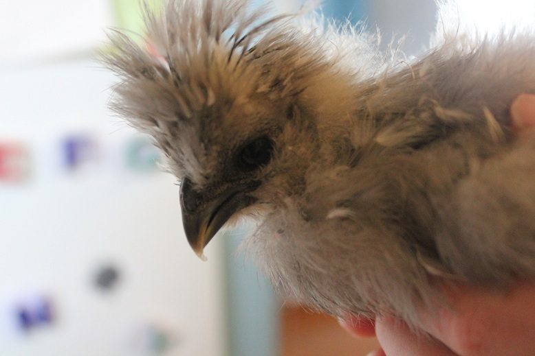 Do we have any crooked beak experts here? | BackYard Chickens - Learn ...