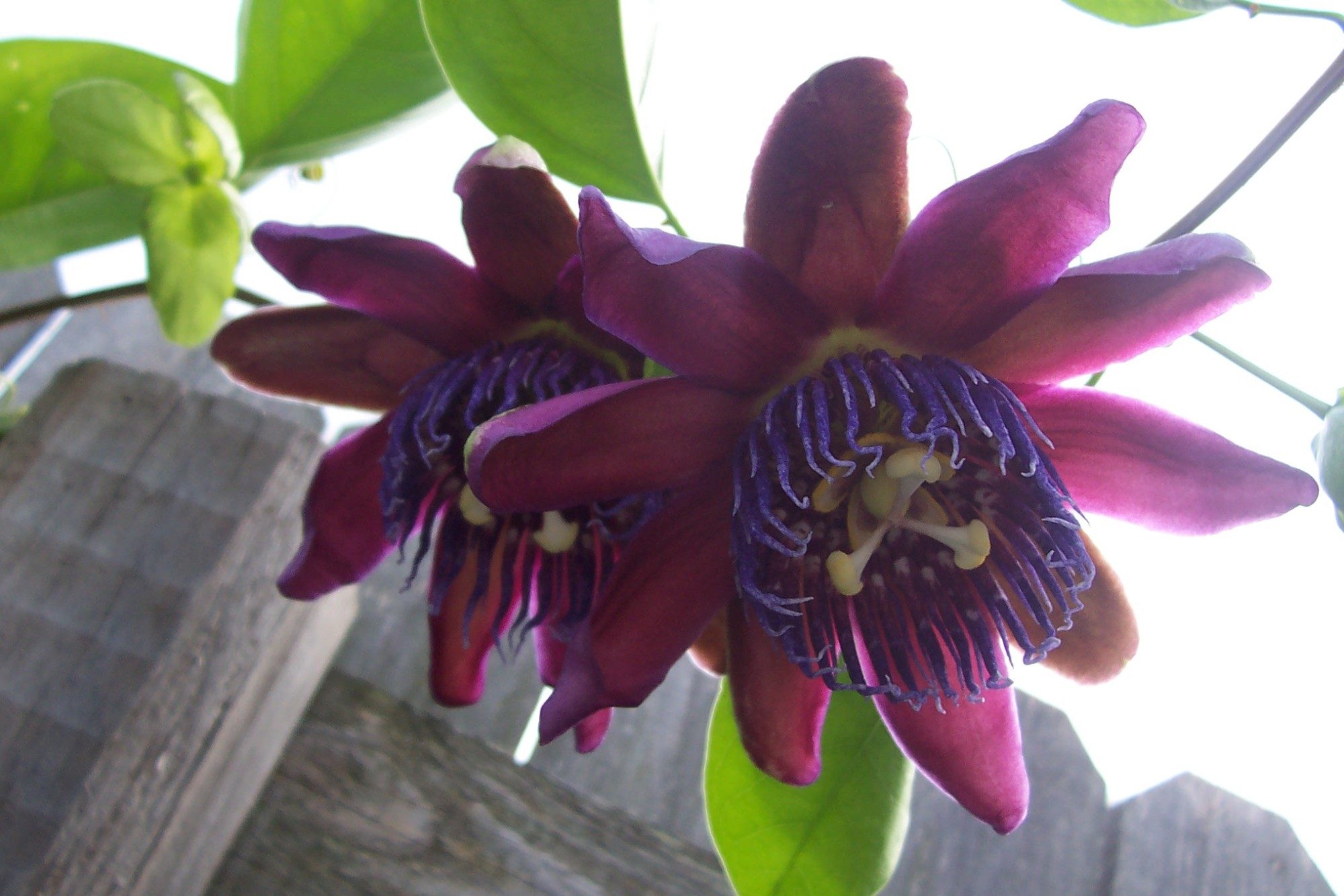 I want to See Your Flowers! (Caution, pic heavy!) | Page 5 | BackYard ...