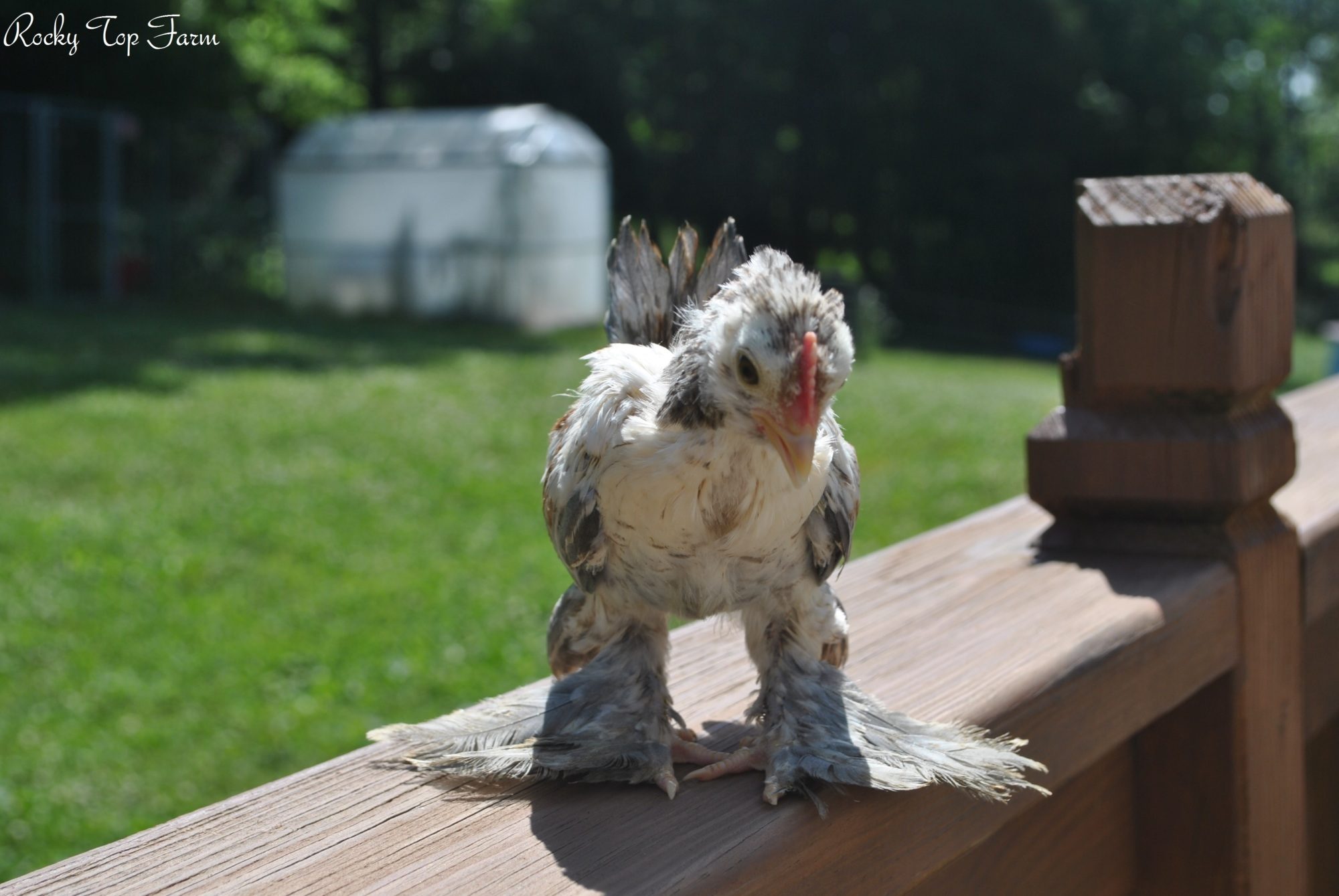 ornamental ~ d'uccle | BackYard Chickens - Learn How to Raise Chickens