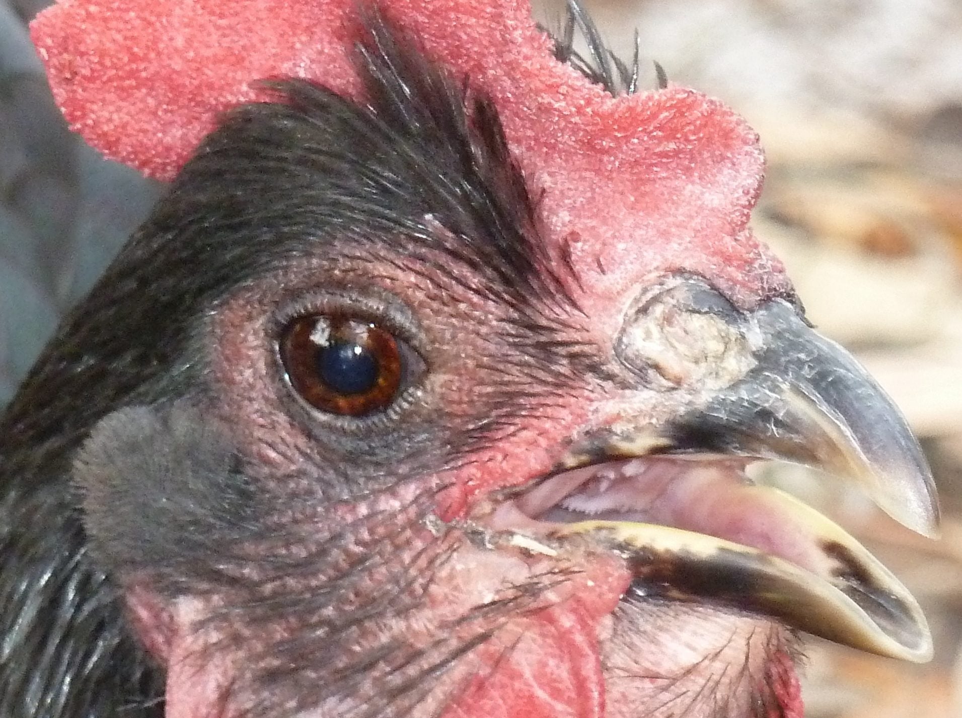 Fowl Pox or something more sinister | BackYard Chickens - Learn How to ...