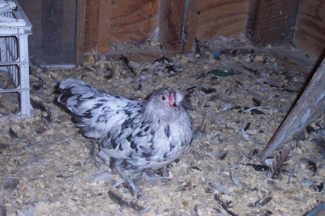 Blue Salmon Faverolle gender | BackYard Chickens - Learn How to Raise ...