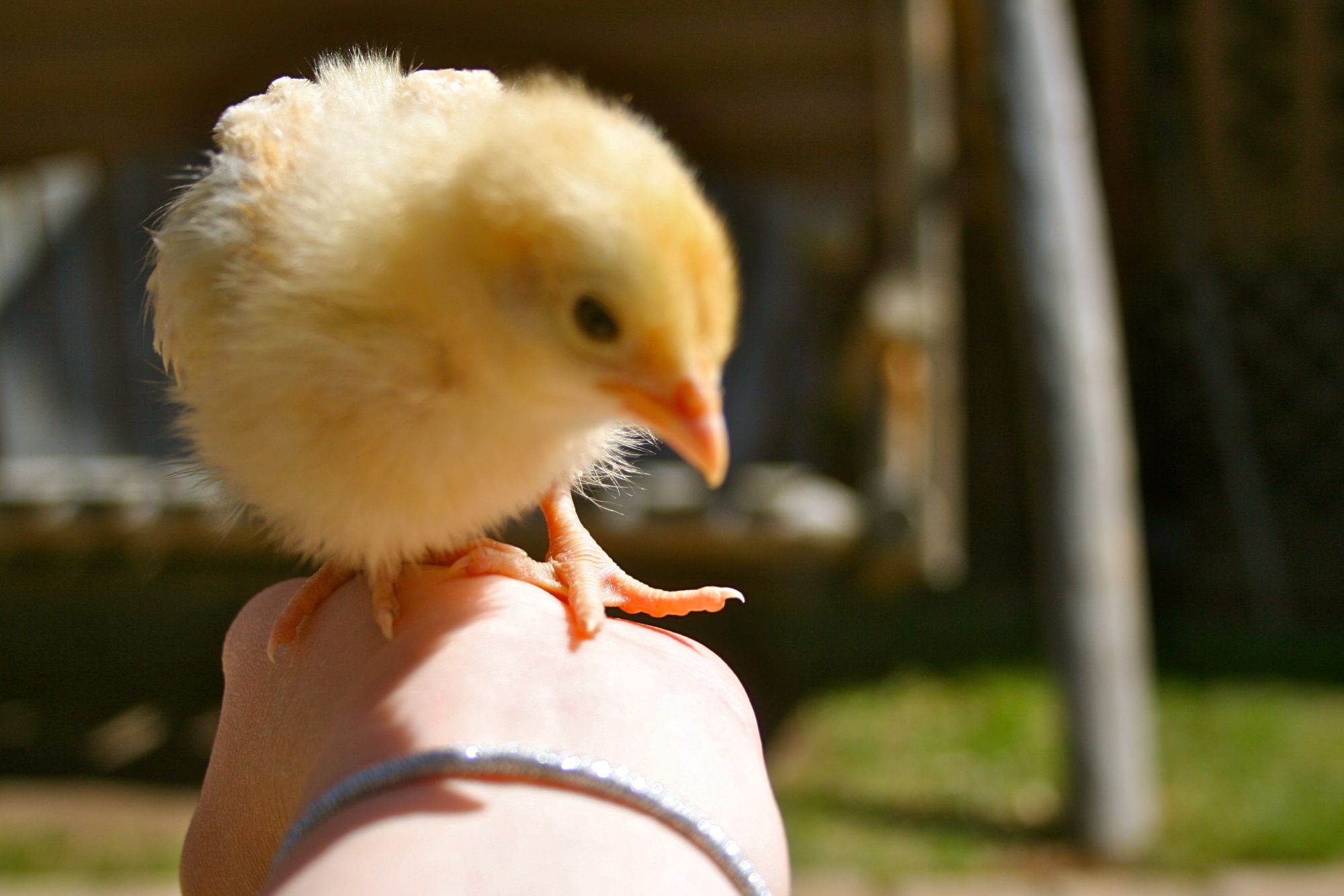 The Art Of Socializing Chickens | BackYard Chickens - Learn How to ...