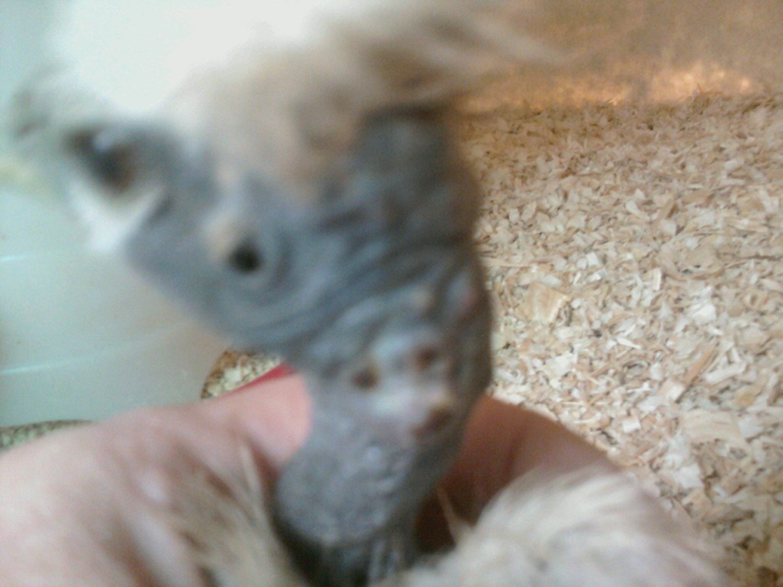 Recurrence of lesions on Showgirl chick's neck *PICS Included ...