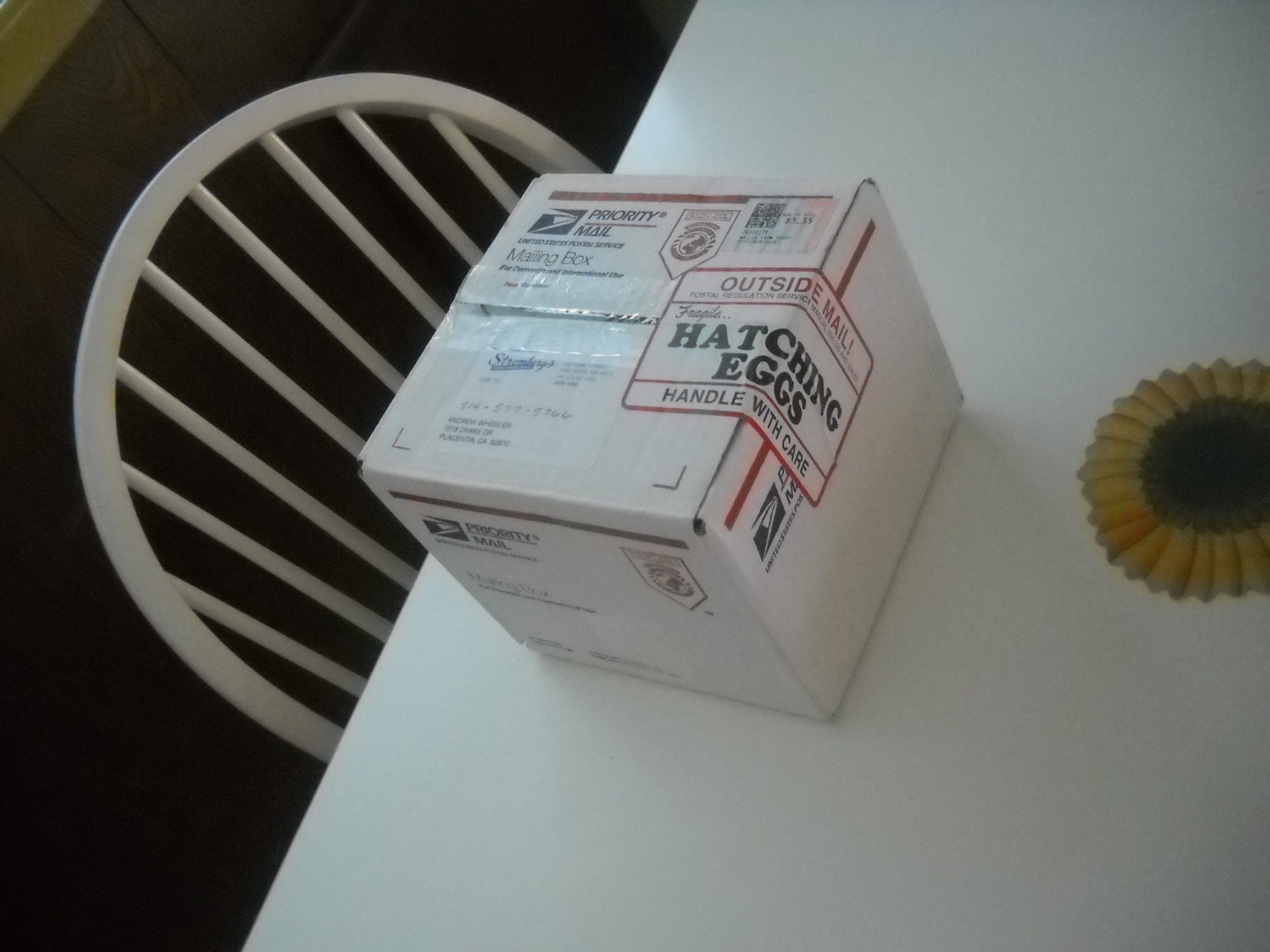 Griffin Nest - Hatches | BackYard Chickens - Learn How to Raise Chickens