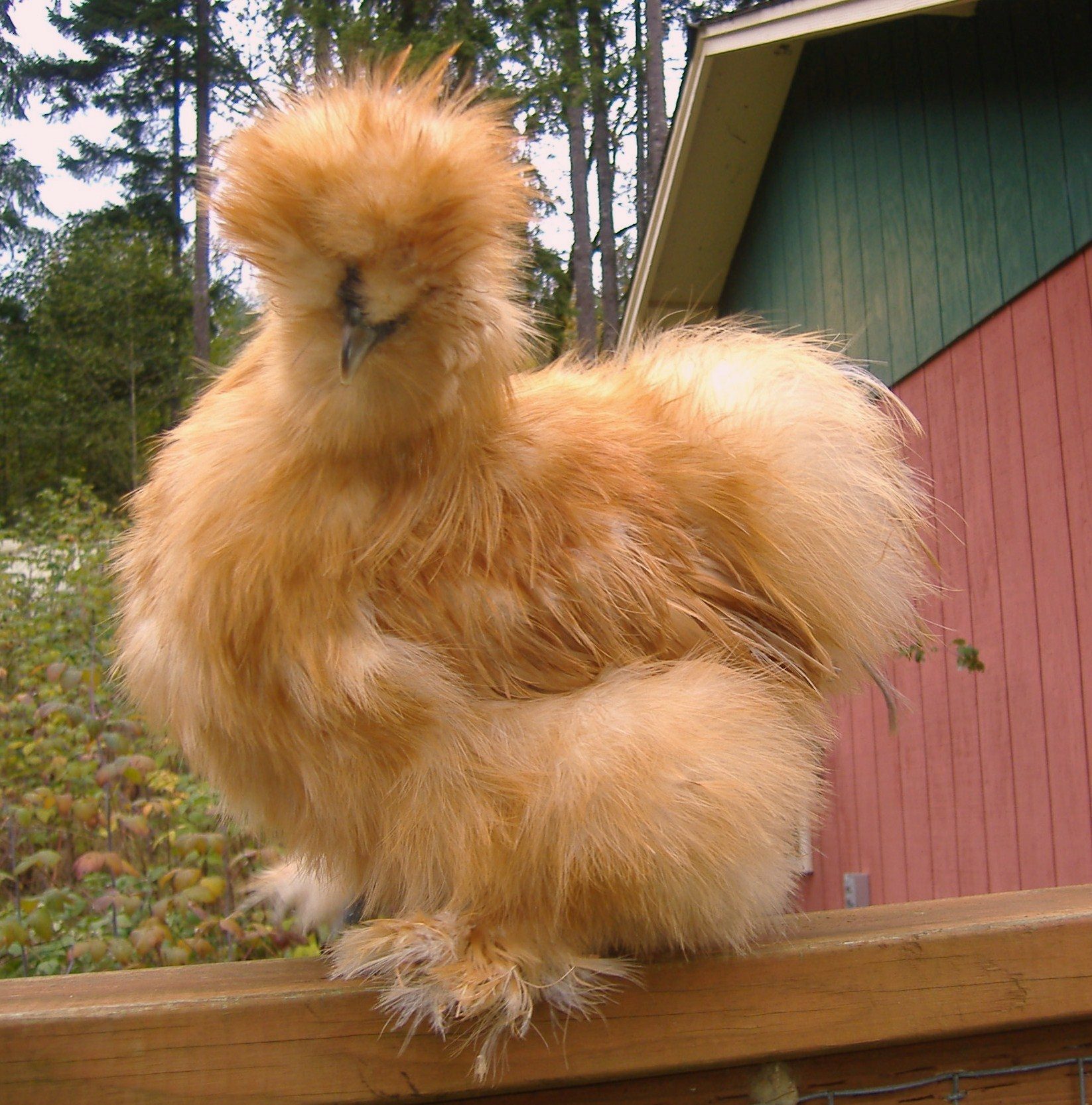Auction - 18+ Assorted Silkie Eggs - Catdance Silkies | BackYard ...