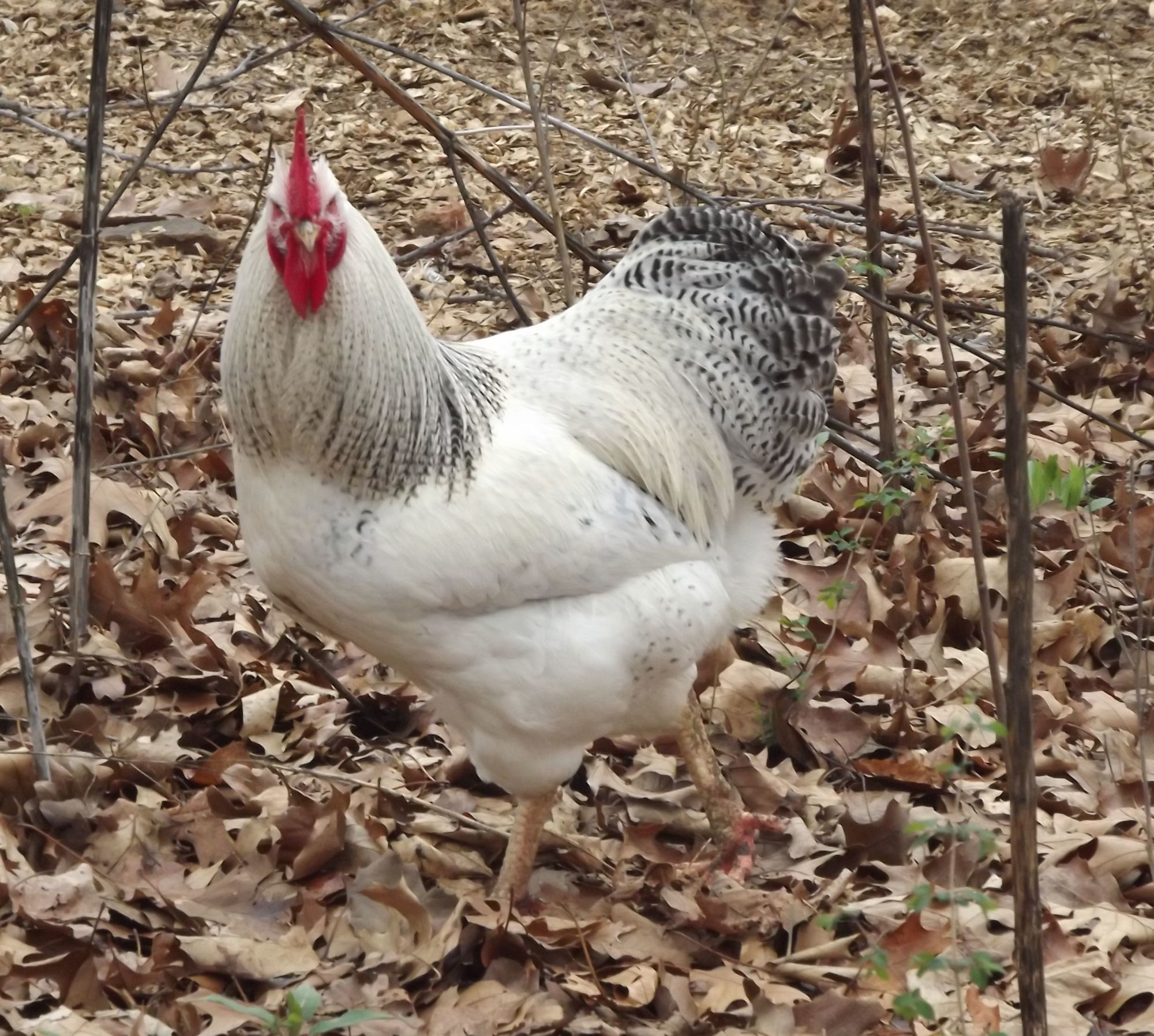 Jacob My Delaware Roo | BackYard Chickens - Learn How to Raise Chickens