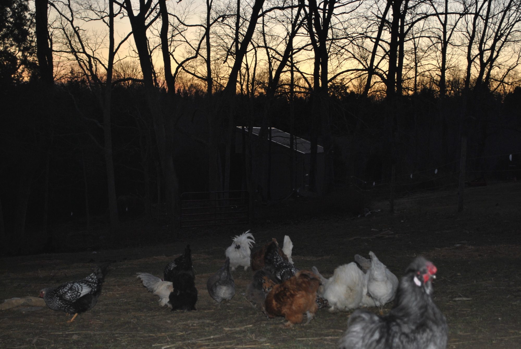 Rocky Top Farm | BackYard Chickens - Learn How to Raise Chickens