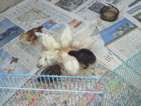 Griffin Nest - Hatches | BackYard Chickens - Learn How to Raise Chickens