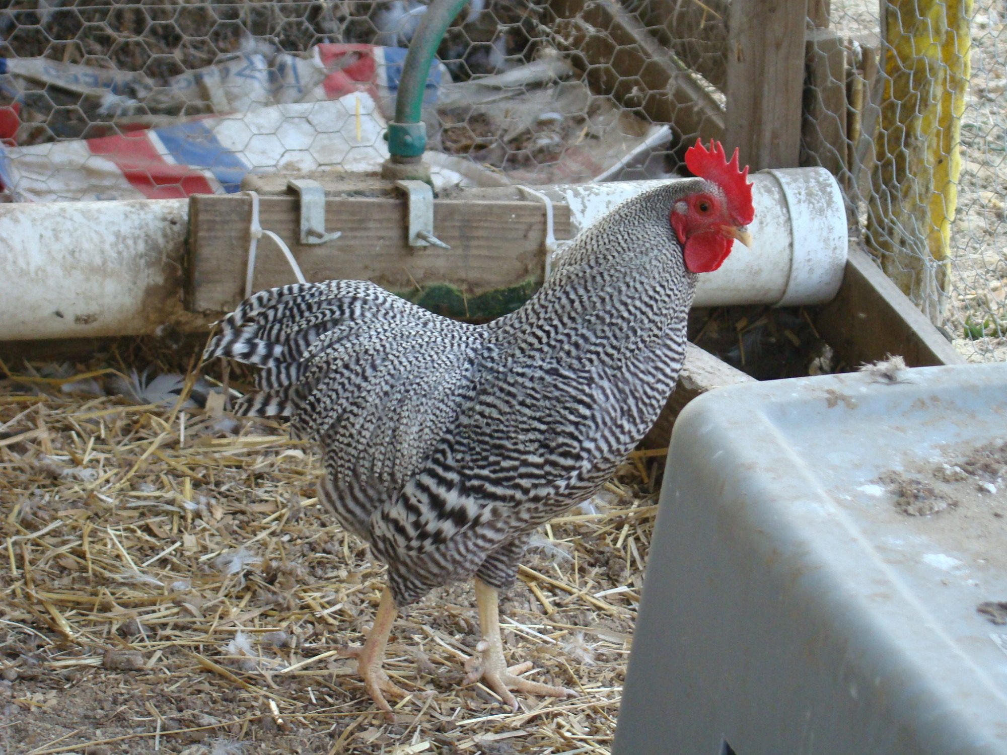 SQ Bantam Brahma's, Dutch Bantams. Bantam Barred Rock | BackYard ...