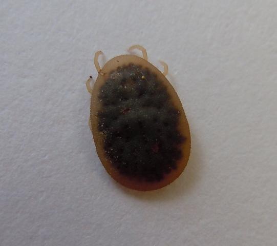 Poultry Ticks | BackYard Chickens - Learn How to Raise Chickens