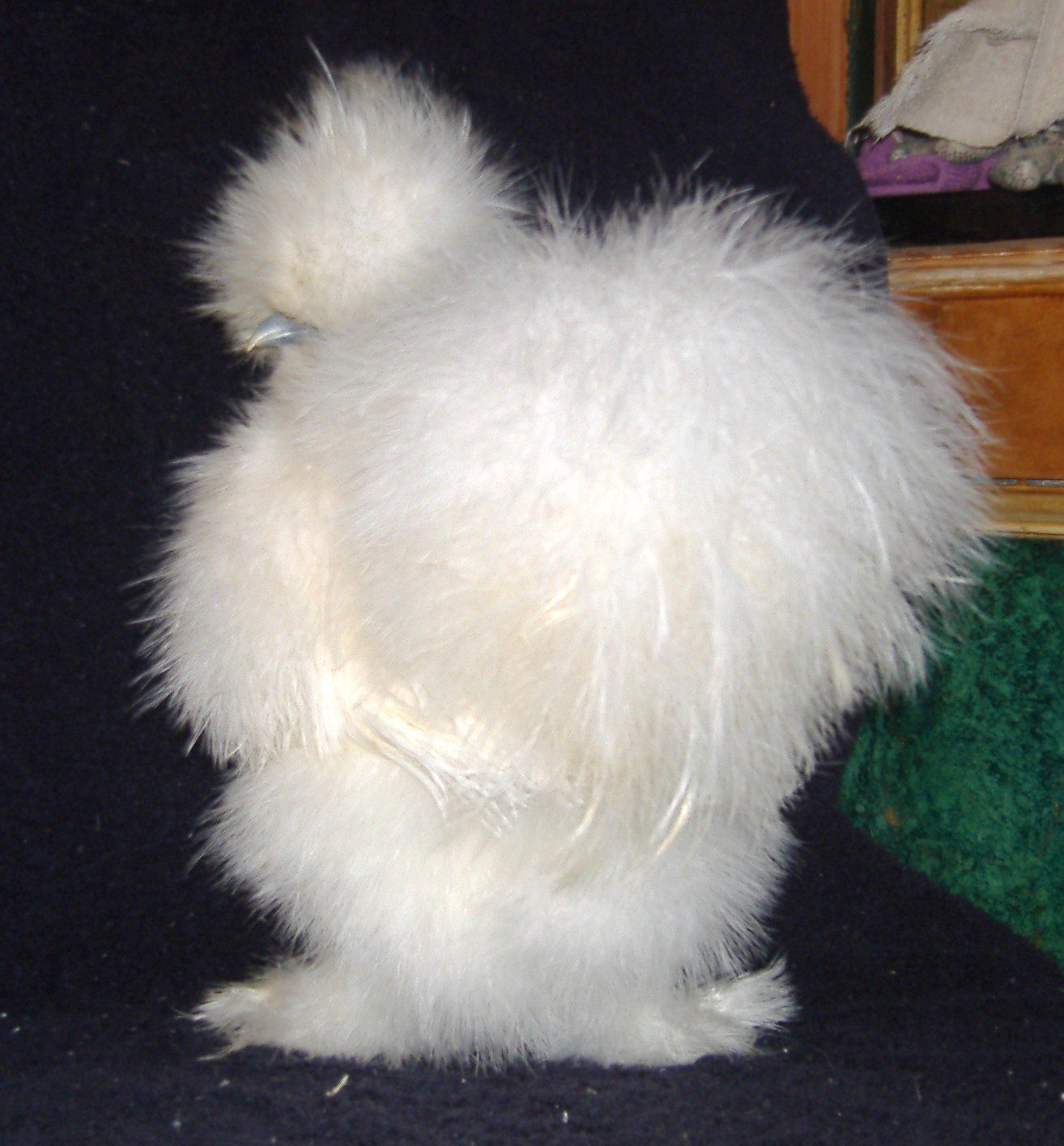Auction - 18+ Assorted Silkie Eggs - Catdance Silkies | BackYard ...