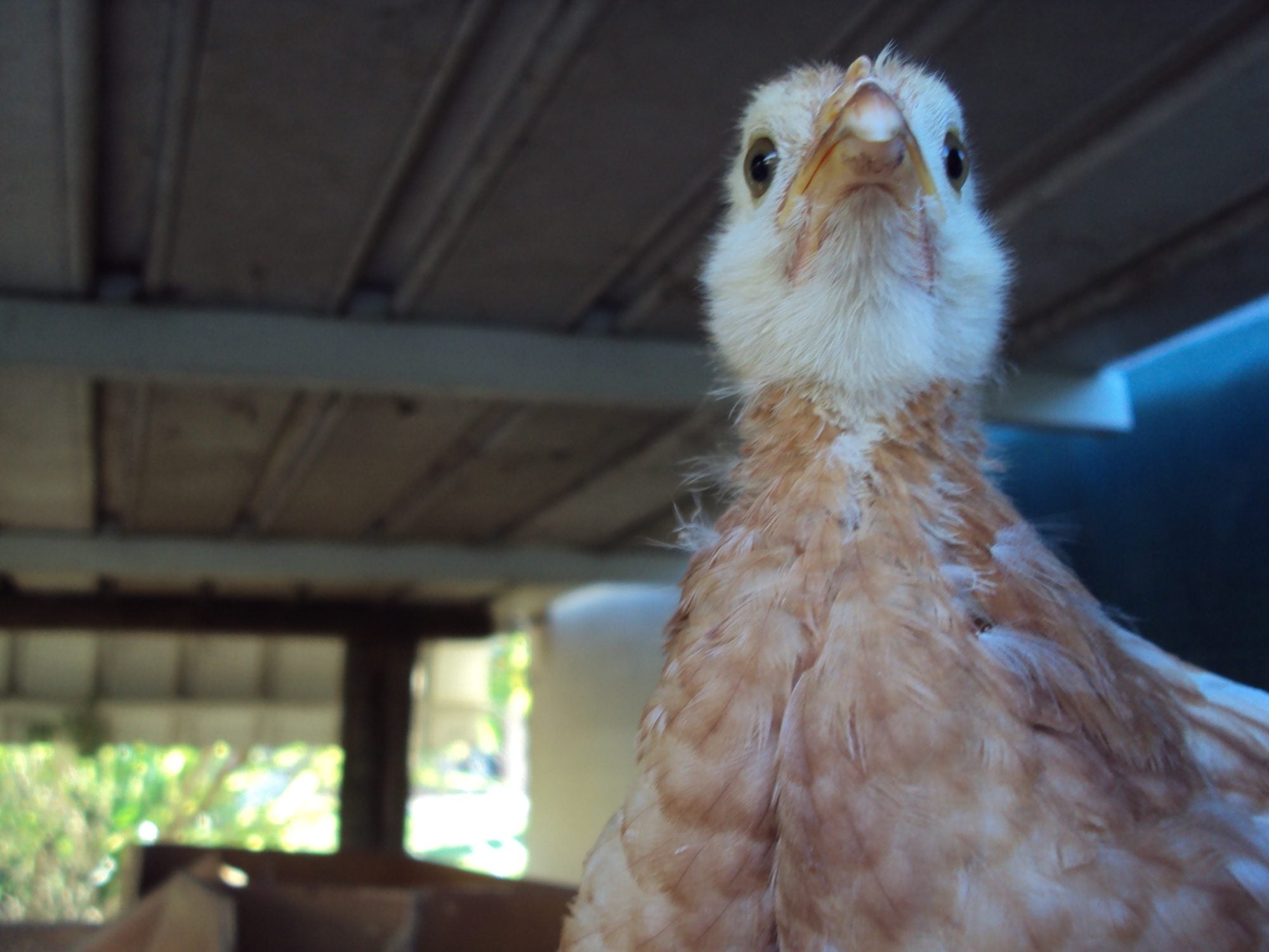 The All New: How to Train Your Chicken! | BackYard Chickens - Learn How ...