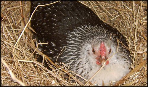 Complete Guide ~ Dealing With All Things Broody | BackYard Chickens ...