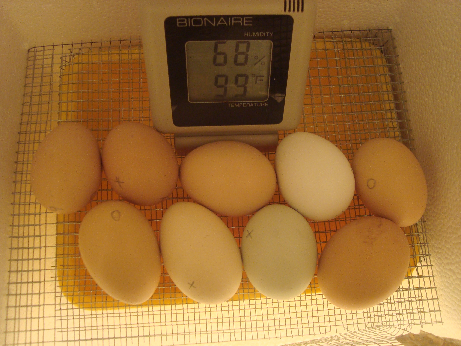 Griffin Nest - Hatches | BackYard Chickens - Learn How to Raise Chickens