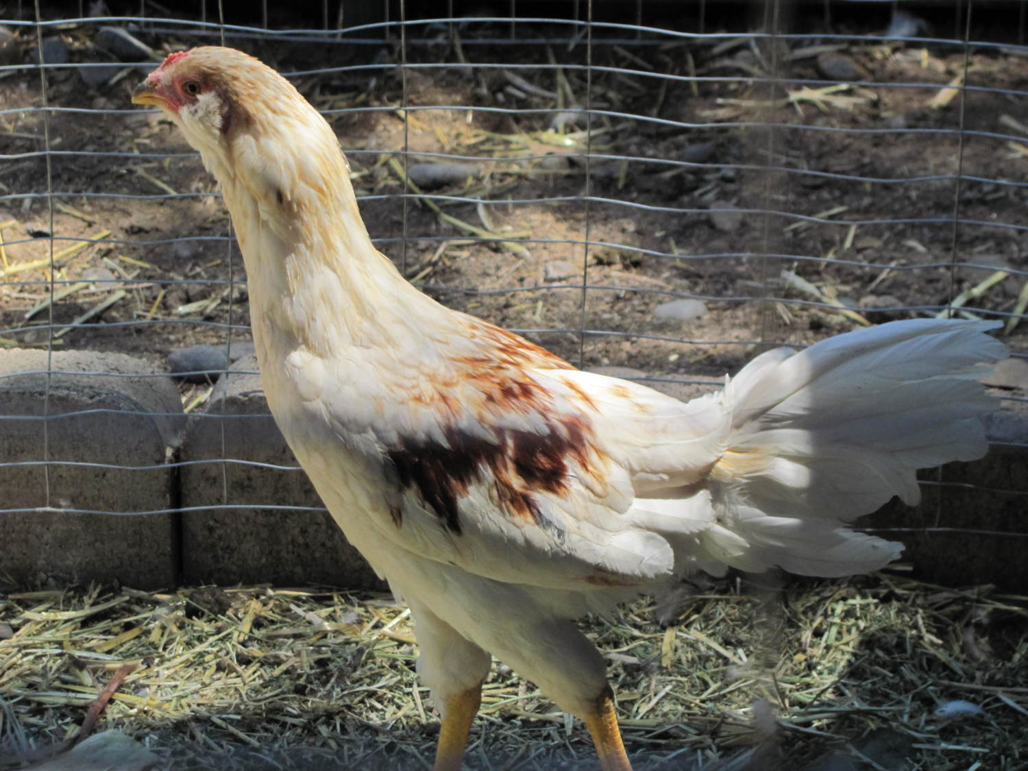 Need pics of Red Pyle chicks. Working on Red Pyle Ameraucana project ...