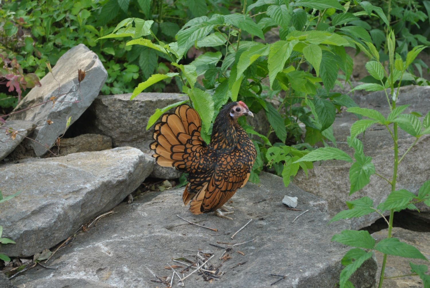 ornamental ~ sebright | BackYard Chickens - Learn How to Raise Chickens