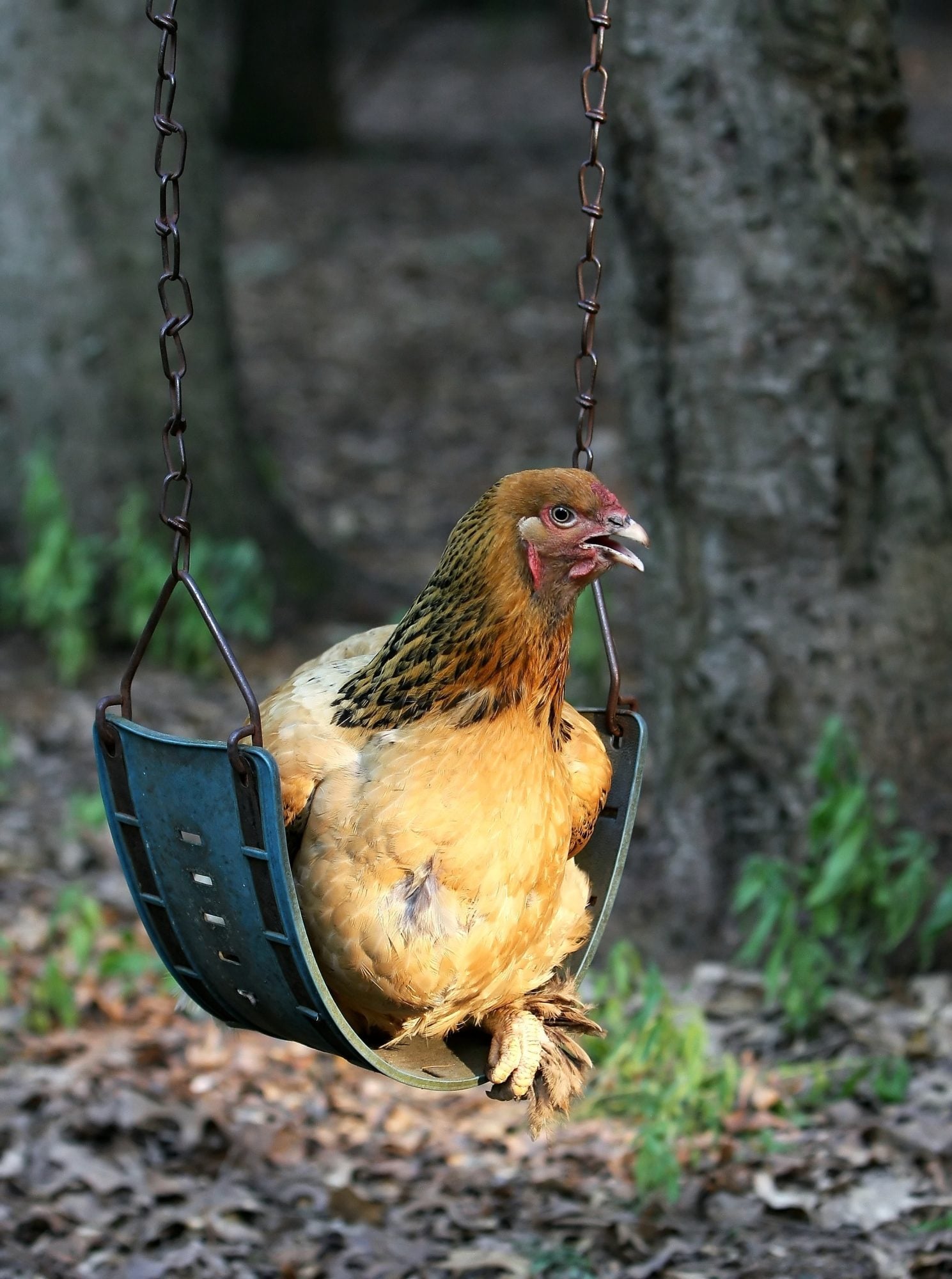 ~ Chicken Competition ~ ENDED! ~ The Poll | BackYard Chickens - Learn ...