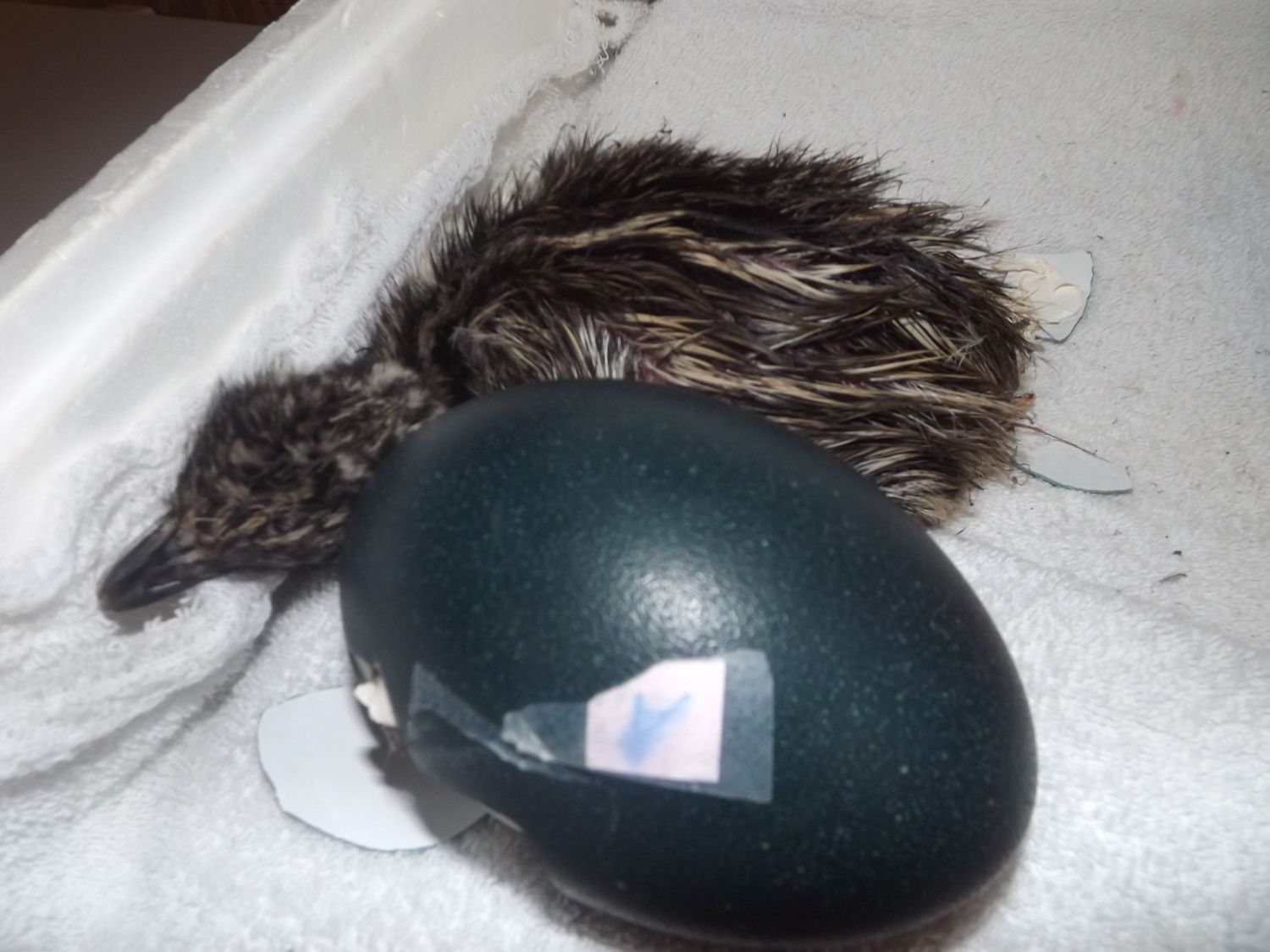 Hatching Emu | BackYard Chickens - Learn How to Raise Chickens