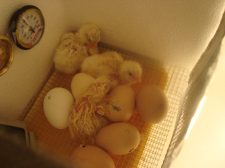 Griffin Nest - Hatches | BackYard Chickens - Learn How to Raise Chickens