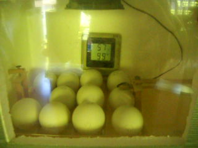 Griffin Nest - Hatches | BackYard Chickens - Learn How to Raise Chickens