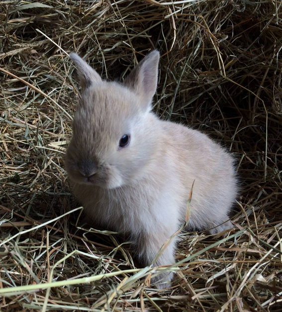 Lilac or Blue Tort? | Rabbit Talk - Meat Rabbit & Farming Forum