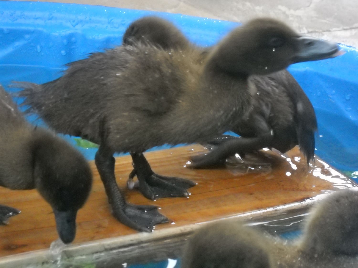 Griffin Nest - Hatches | BackYard Chickens - Learn How to Raise Chickens