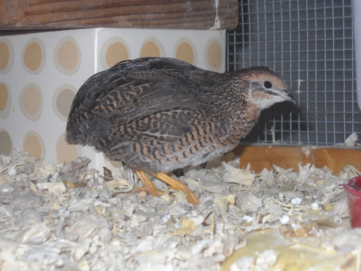 Griffin Nest - My Birds | BackYard Chickens - Learn How to Raise Chickens