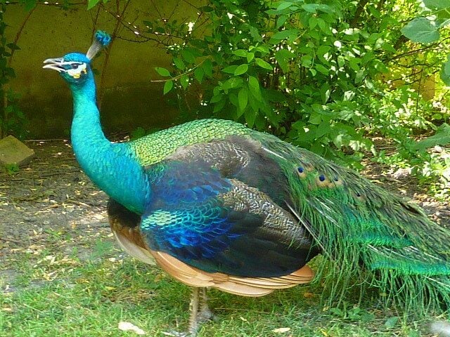 Does anyone have pic's of Peafowl Growth and color change timeline ...