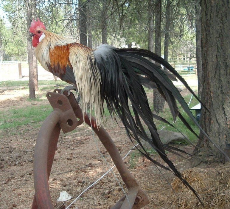 Phoenix chicken - Alchetron, The Free Social Encyclopedia