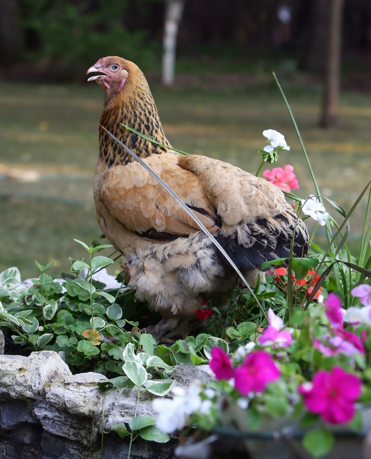 ~ Chicken Competition ~ ENDED! ~ The Poll | BackYard Chickens - Learn ...