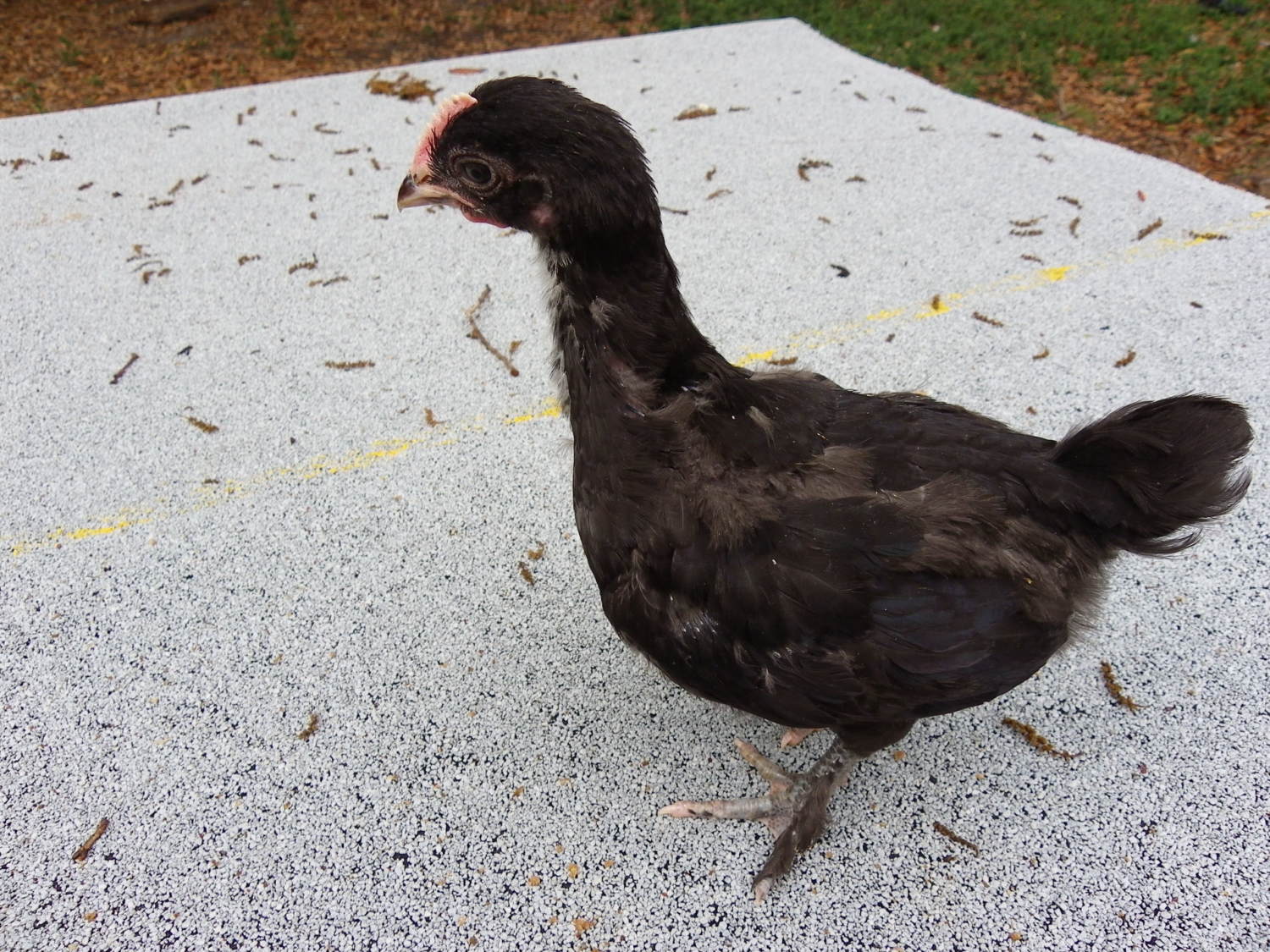 Black, Blue and Splash (BBS) Marans discussion thread | Page 14 ...