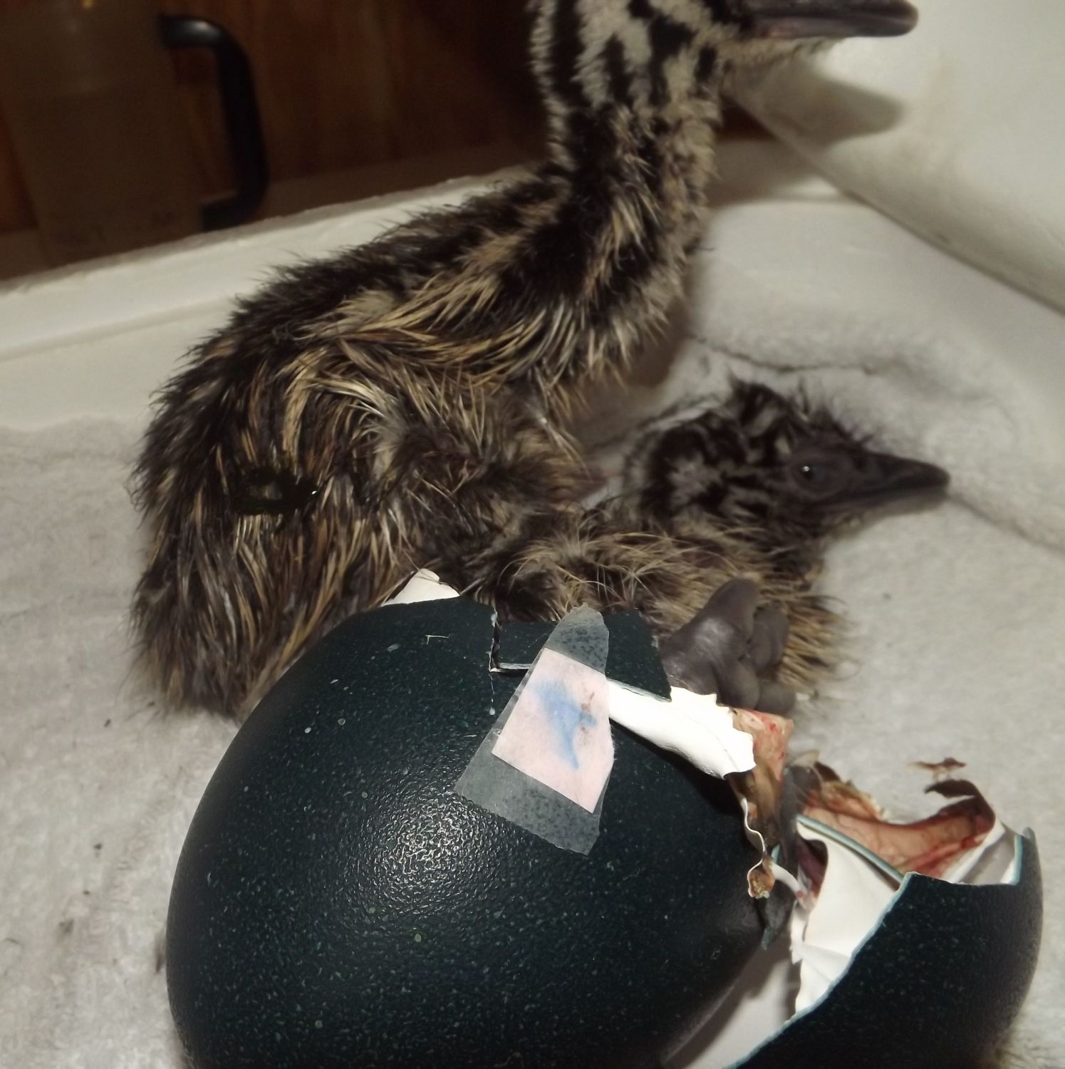 Hatching Emu | BackYard Chickens - Learn How to Raise Chickens