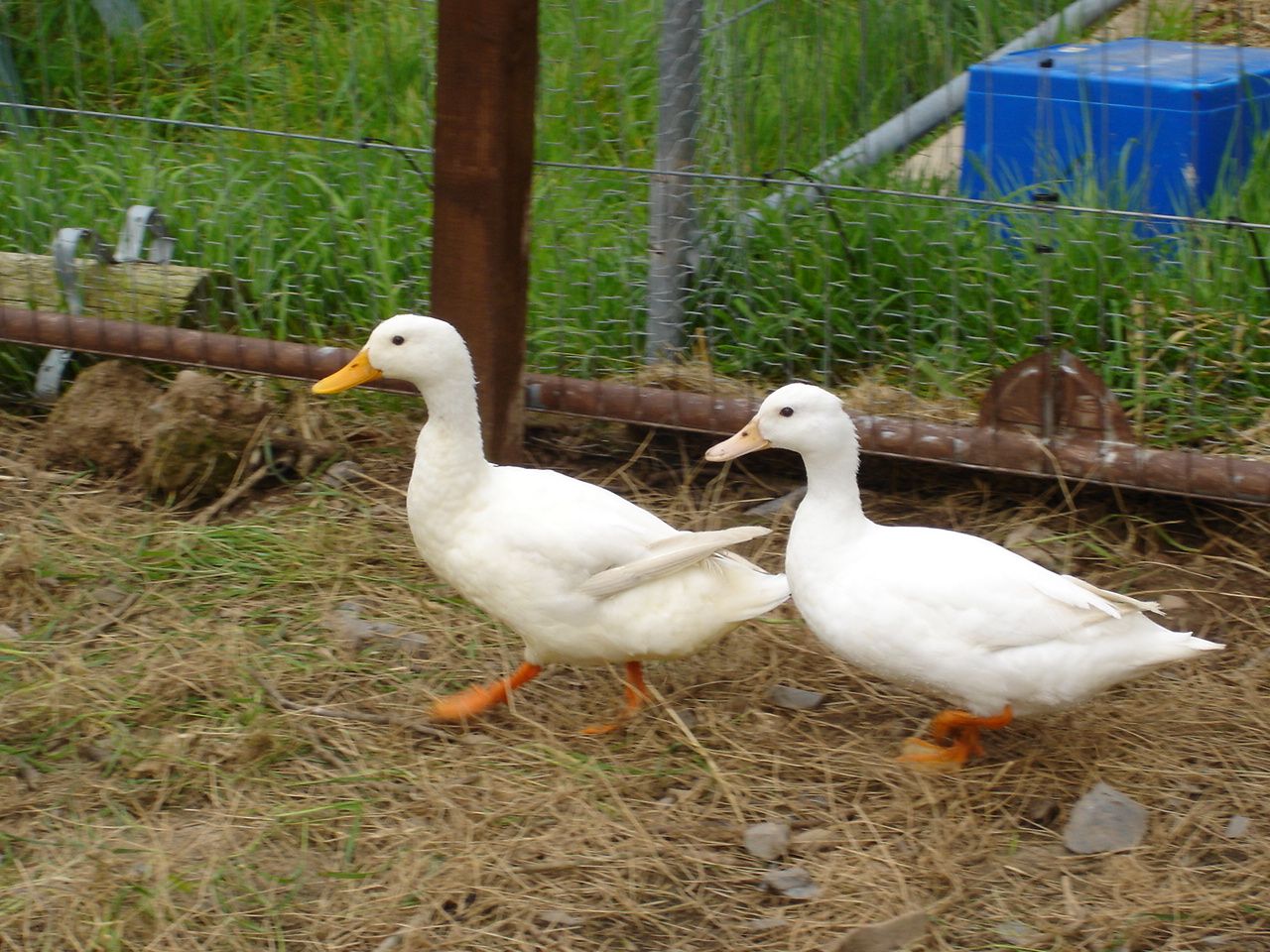 What breed our my lovely white ducks? | BackYard Chickens - Learn How ...
