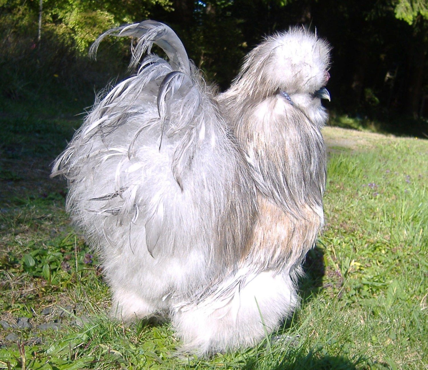 BUY IT NOW: 12+ lavender & porcelain Silkie eggs - Catdance Silkies ...