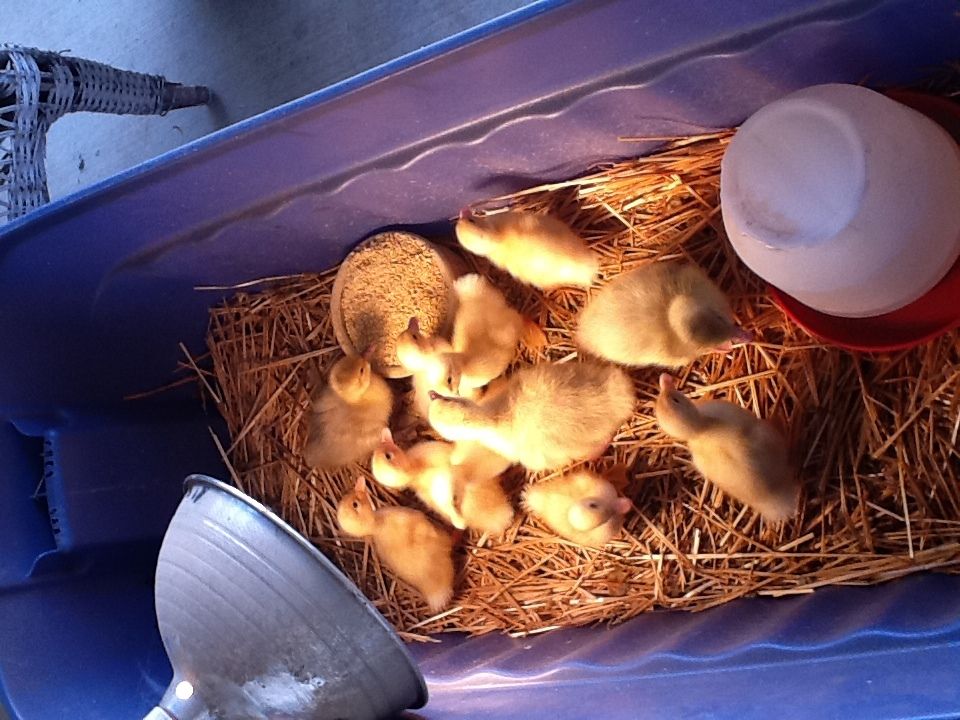 Gosling weakness | BackYard Chickens - Learn How to Raise Chickens