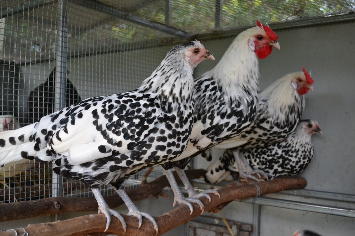 Chicken Color List | BackYard Chickens - Learn How to Raise Chickens