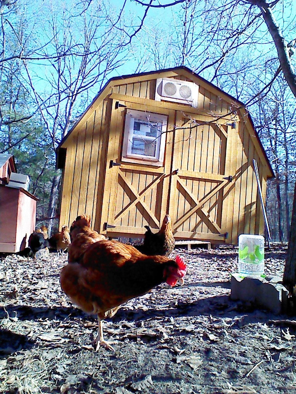 ~ Chicken Competition ~ ENDED! ~ The Poll | BackYard Chickens - Learn ...