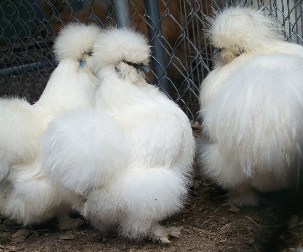 12 White Silkie Hatching Eggs! Super beautiful for a GREAT price. Bobbi ...