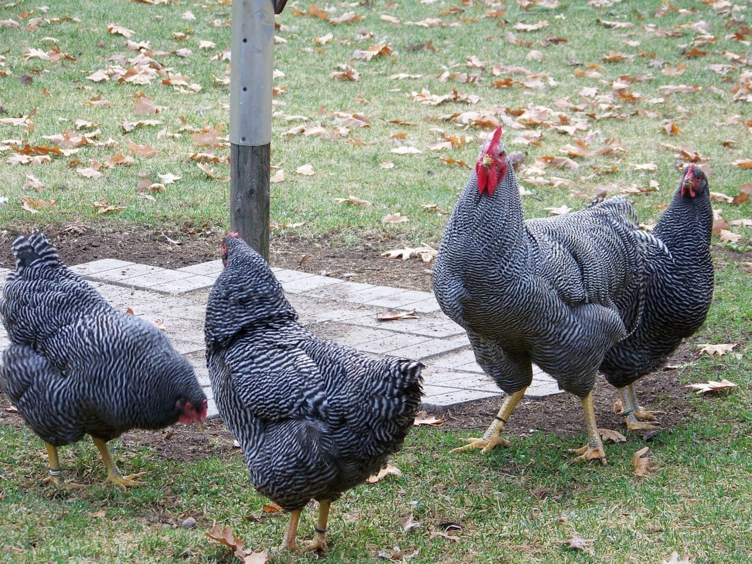 Auction --Heritage Barred Rock hatching eggs 12+ | BackYard Chickens ...