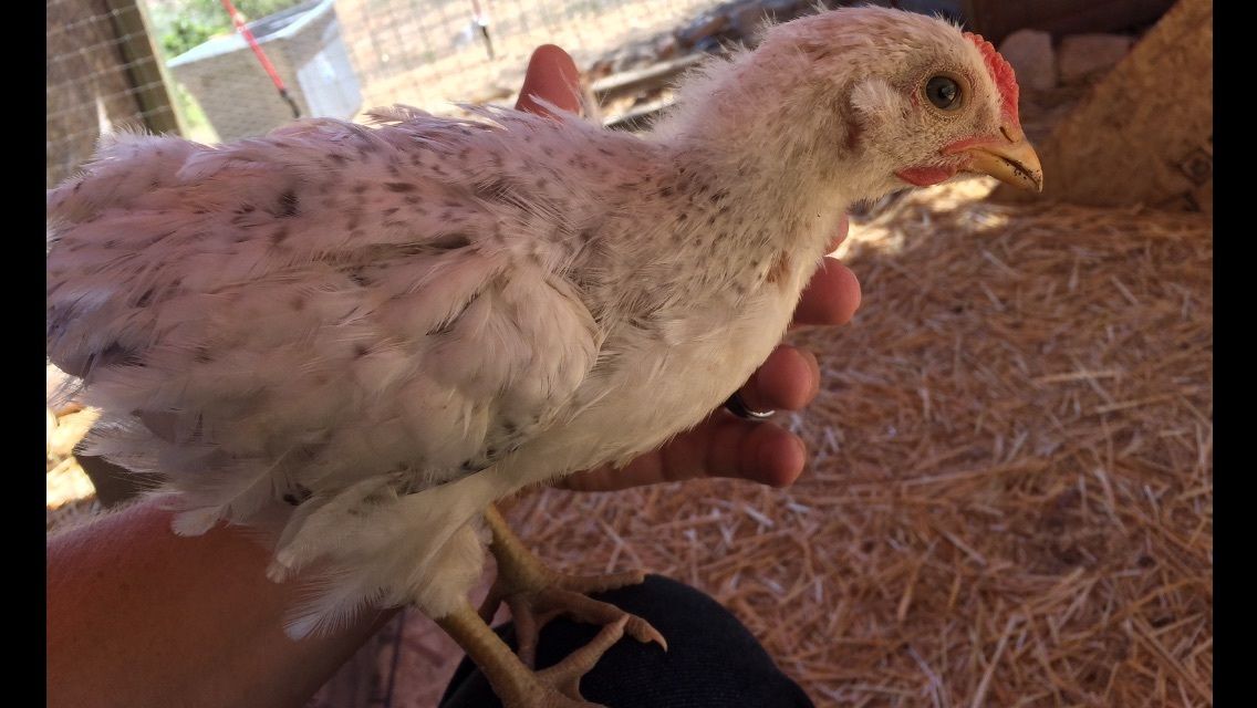 Pullet or Cockerel? 4 weeks 4 days old Delware | BackYard Chickens ...