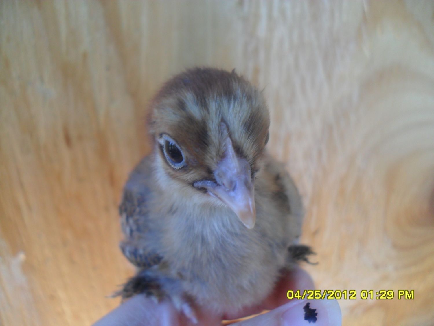 Is this a partridge cochin? | BackYard Chickens - Learn How to Raise ...