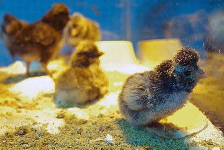 CHICKEN COMPETITION/SHOW!!! | BackYard Chickens - Learn How to Raise ...