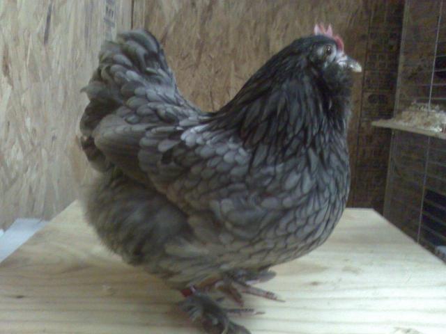 Faverolle/Blue Cochin... | BackYard Chickens - Learn How to Raise Chickens
