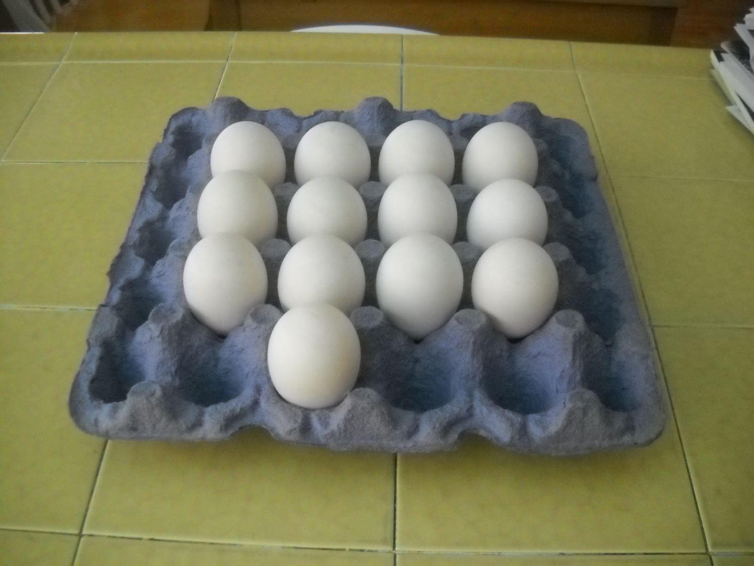 Griffin Nest - Hatches | BackYard Chickens - Learn How to Raise Chickens