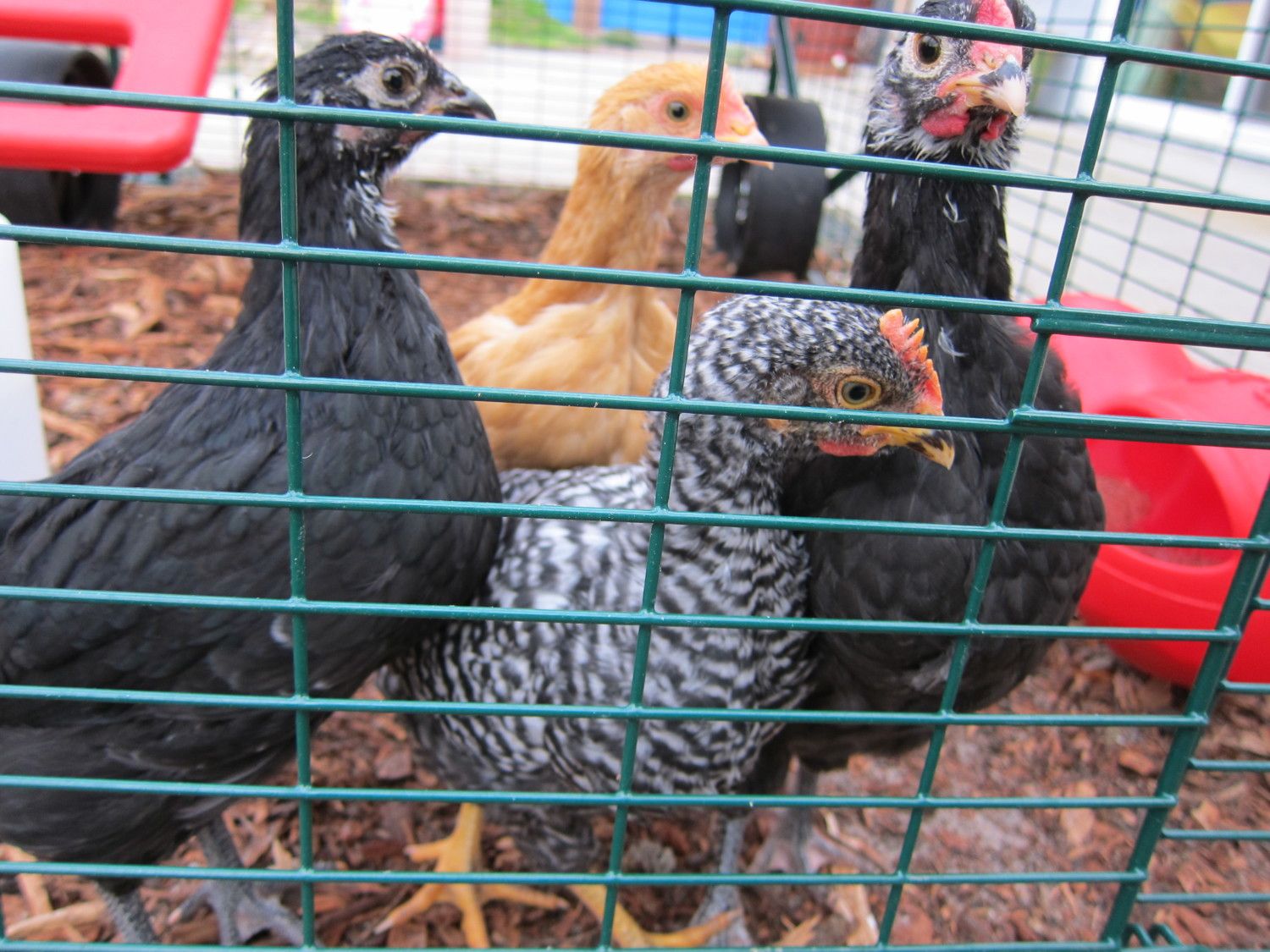 Roos or Hens? Help! | BackYard Chickens - Learn How to Raise Chickens