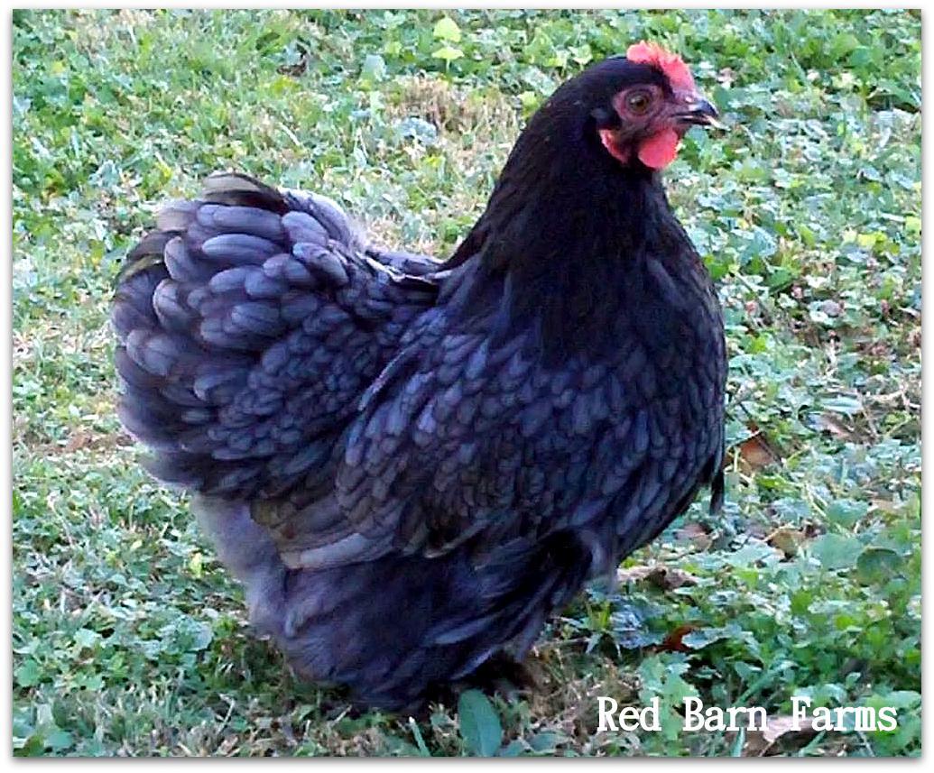 A Basic Summary Of Some Main Chicken Breeds | BackYard Chickens - Learn ...